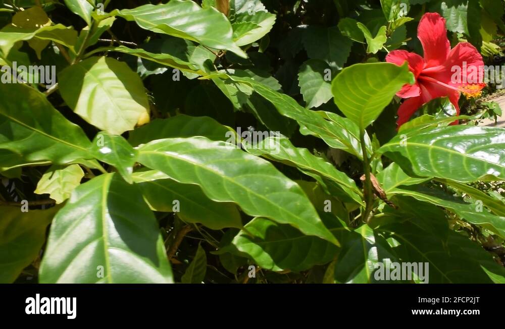 Hibiscus Flower is locally known in the Philippines as Gumamela. It is ...