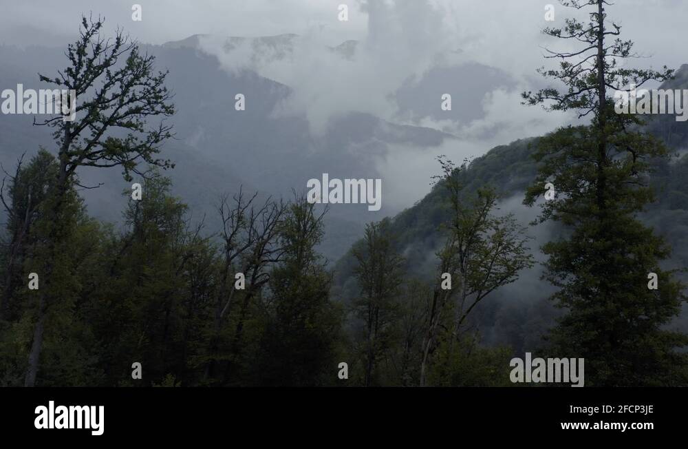 Wet forest landscape Stock Videos & Footage - HD and 4K Video Clips - Alamy