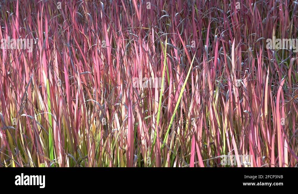 Imperata cylindrica rubra Stock Videos & Footage - HD and 4K Video ...