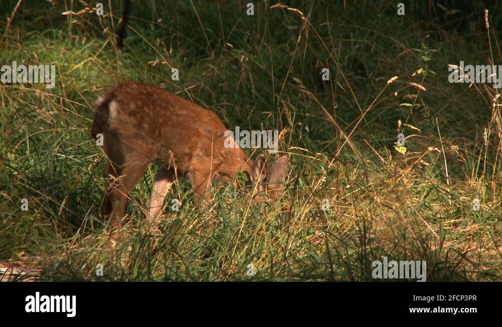 Fawn Stock Videos And Footage Hd And 4k Video Clips Alamy
