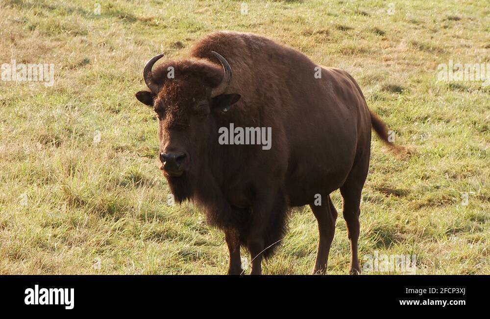 Bison buffalo Stock Videos & Footage - HD and 4K Video Clips - Alamy