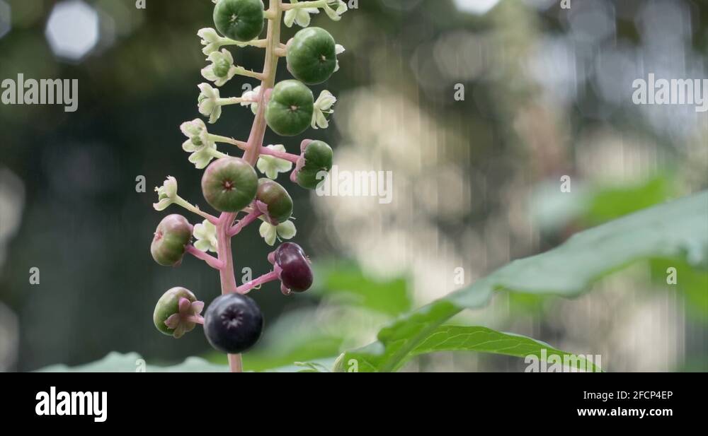 Circular plant Stock Videos & Footage - HD and 4K Video Clips - Alamy