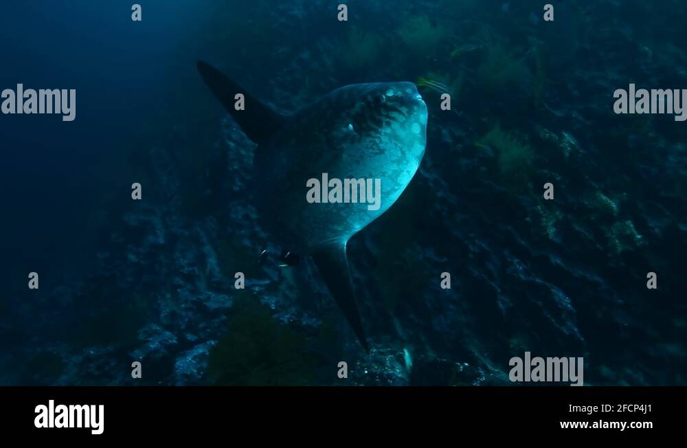Mola mola fish Stock Videos & Footage - HD and 4K Video Clips - Alamy