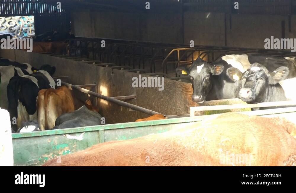 Agricultural cow cattle in dairy cowshed barn stalls. Feeding inside ...