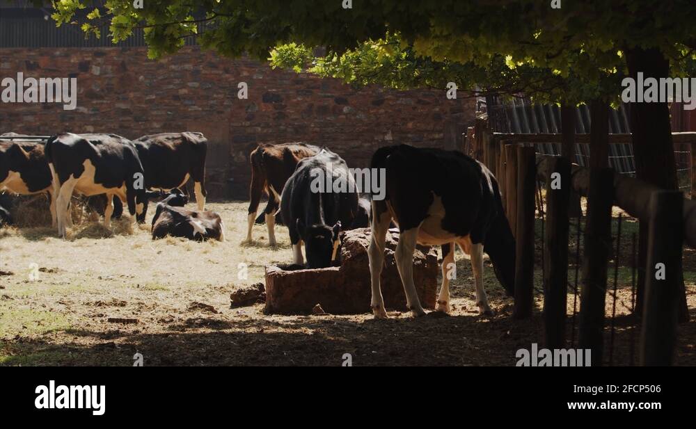 Animal watering trough Stock Videos & Footage - HD and 4K Video Clips ...