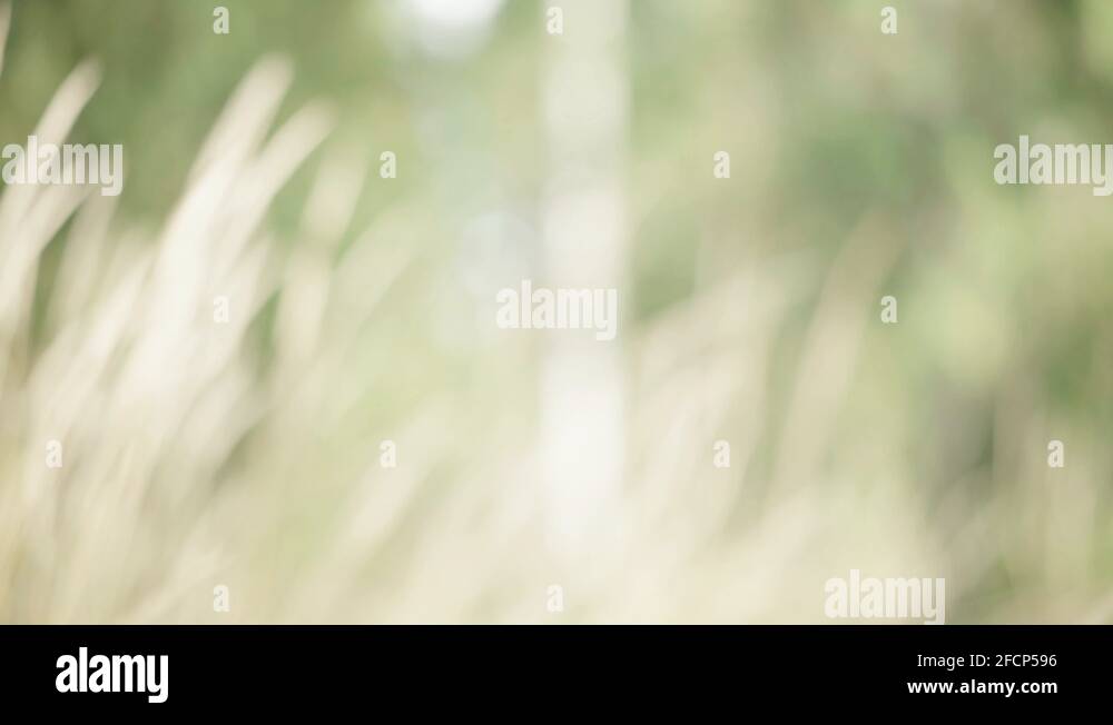 Wind blowing to plants in the middle of a forest in Scandinavia Stock ...
