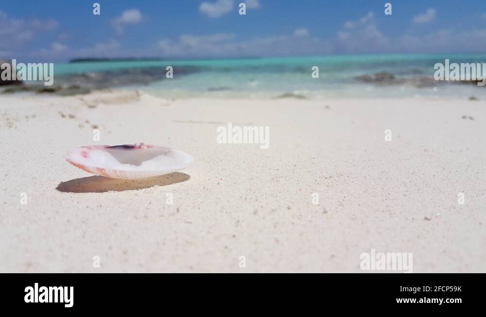 Seashell on a beach Stock Videos & Footage - HD and 4K Video Clips - Alamy