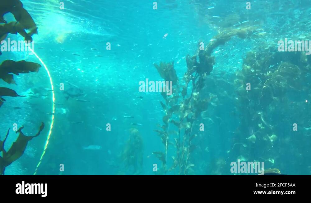 Sea life footage Stock Videos & Footage - HD and 4K Video Clips - Alamy