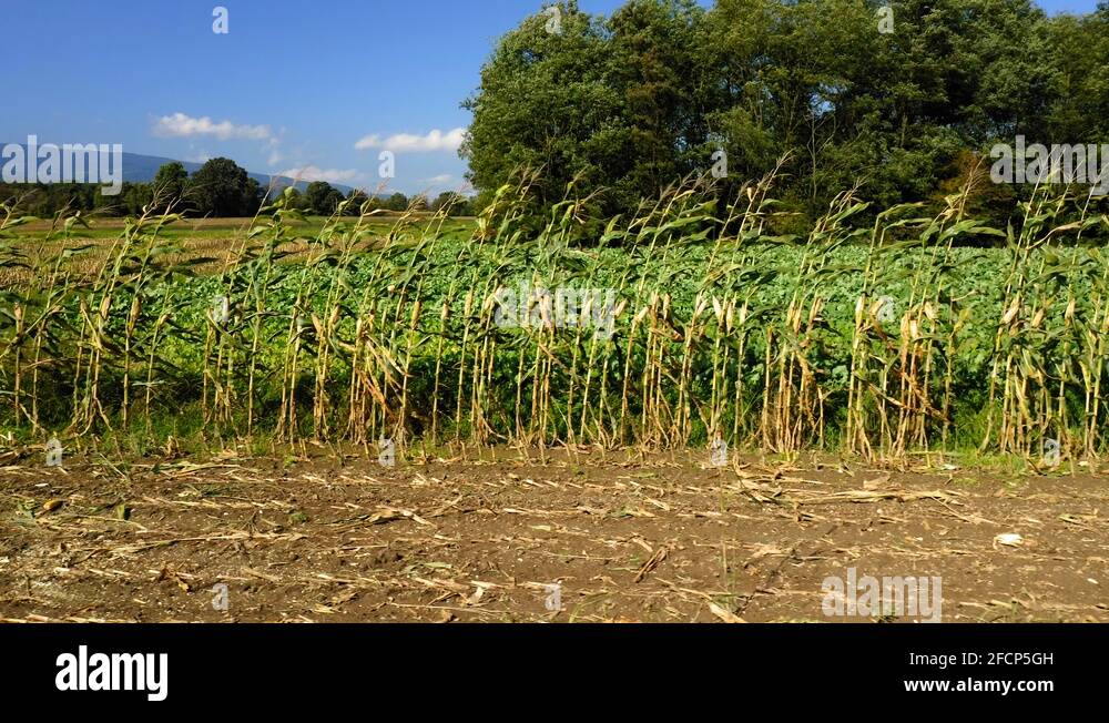 Mixed trees and shrubs Stock Videos & Footage - HD and 4K Video Clips ...