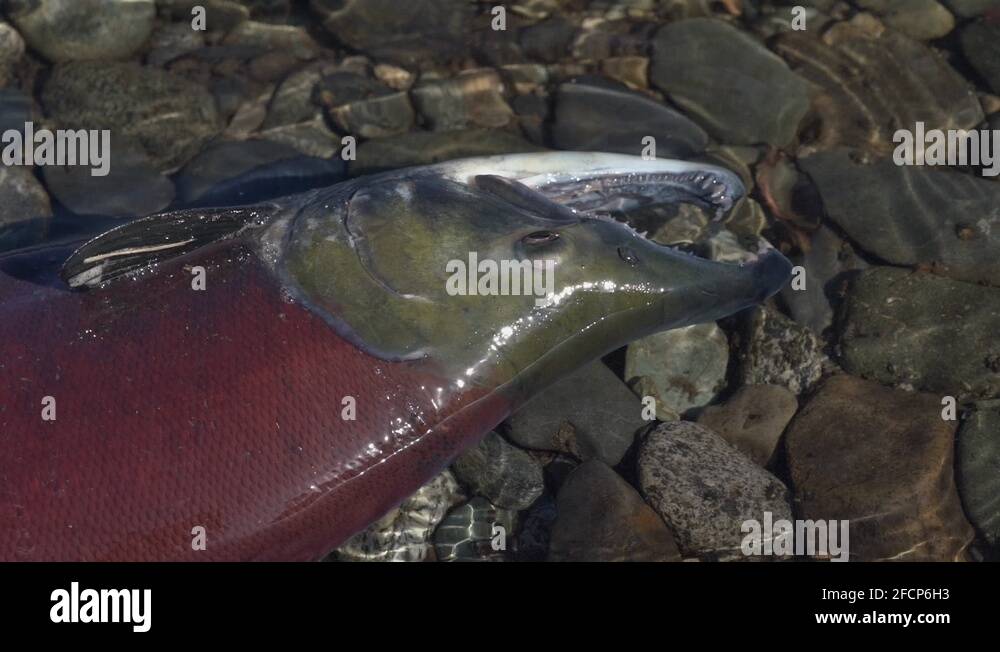 Sockeye salmon oncorhynchus nerka head Stock Videos & Footage - HD and ...