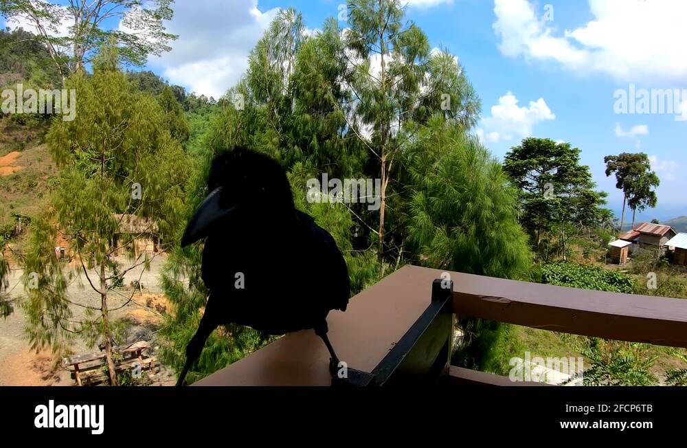 Curious crow Stock Videos & Footage - HD and 4K Video Clips - Alamy