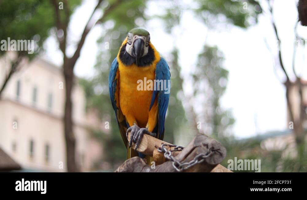The blue-and-yellow macaw, also known as the blue-and-gold macaw, is a ...