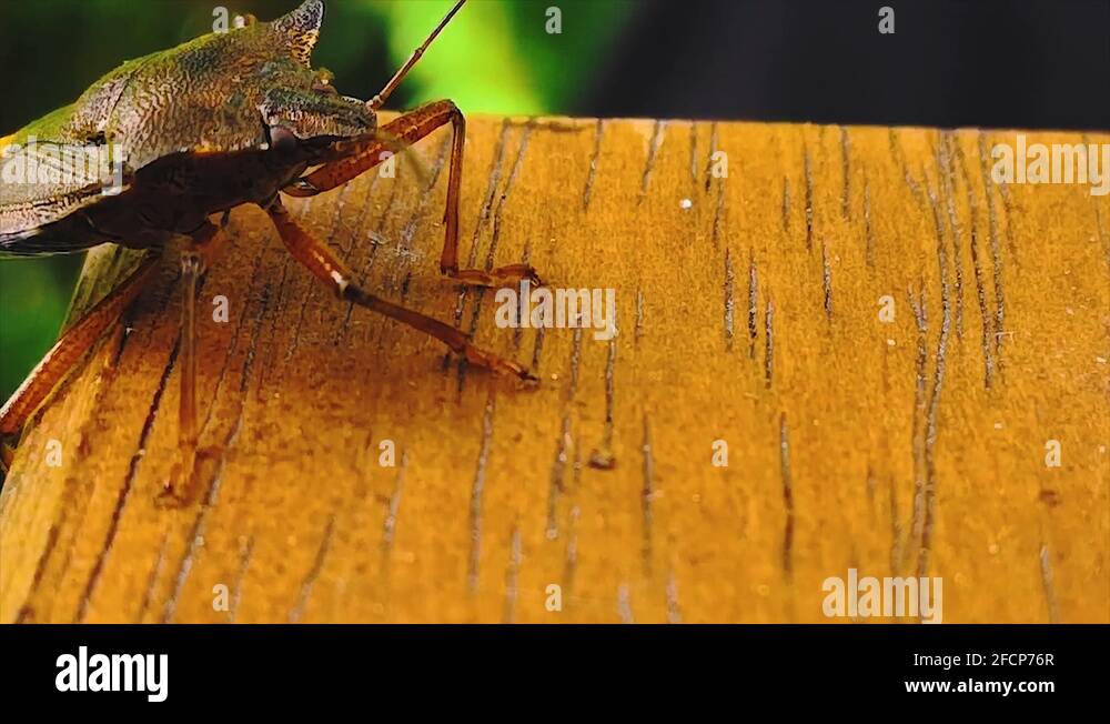 Bug legs Stock Videos & Footage - HD and 4K Video Clips - Alamy
