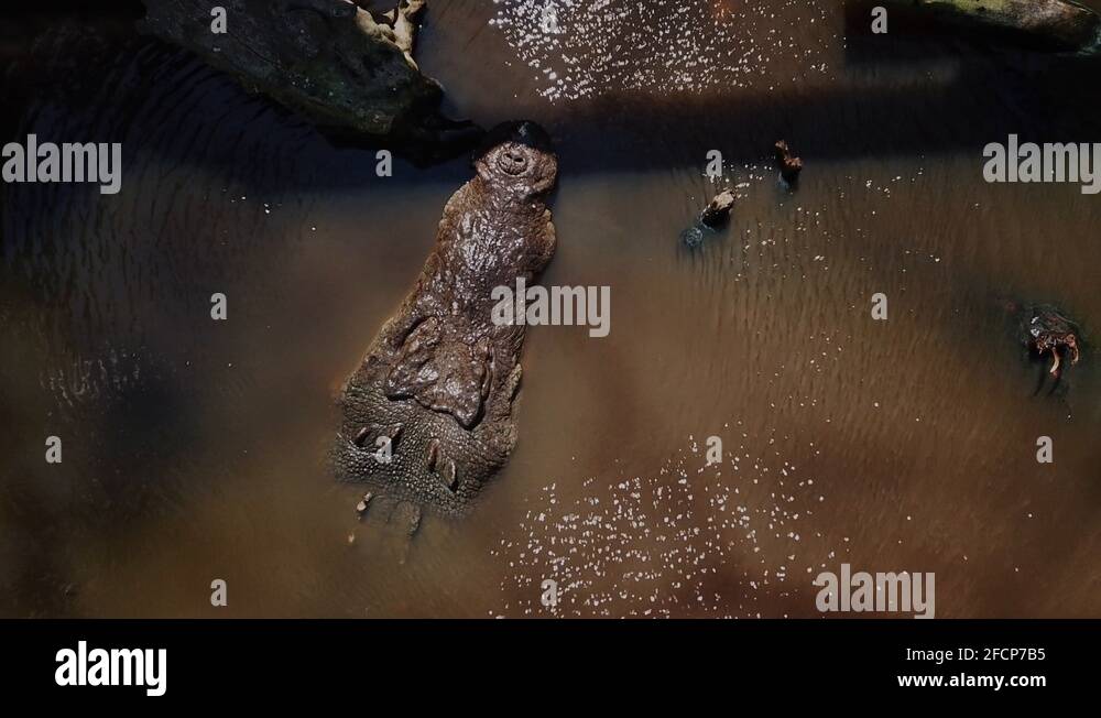 Crocs eating meat Stock Videos & Footage - HD and 4K Video Clips - Alamy