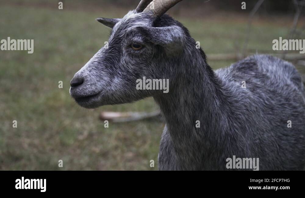Grey goat close up Stock Videos & Footage - HD and 4K Video Clips - Alamy