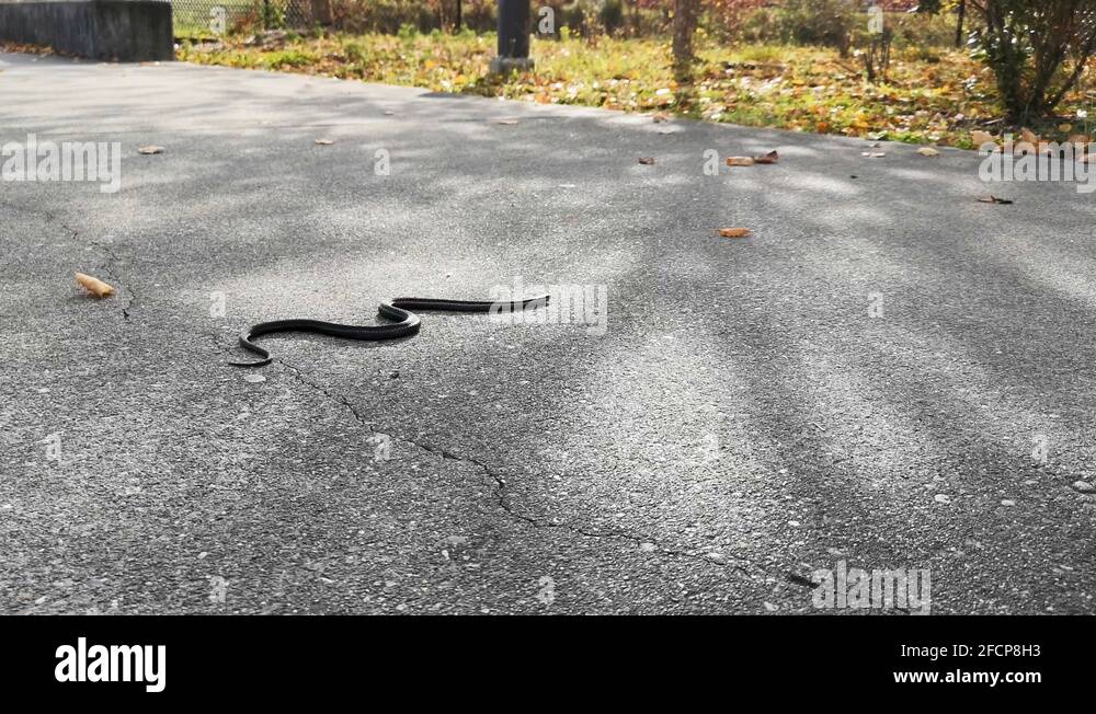 Gartner snake Stock Videos & Footage - HD and 4K Video Clips - Alamy