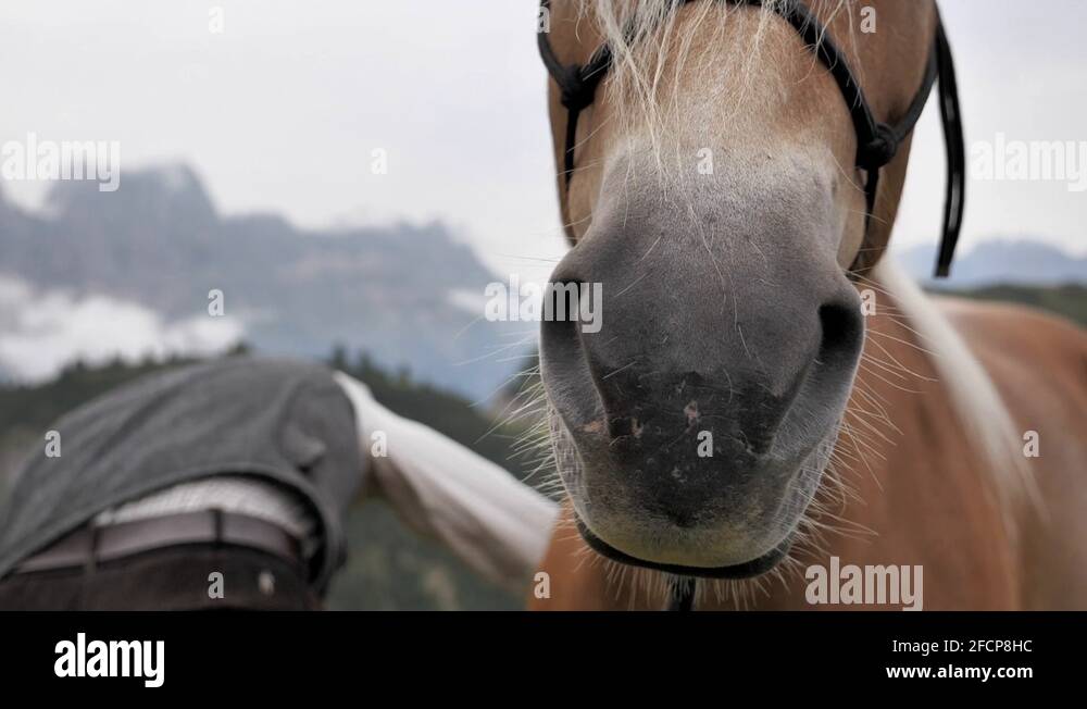 The face and detail of a haflinger horse. neck, chin, nose in the alps ...