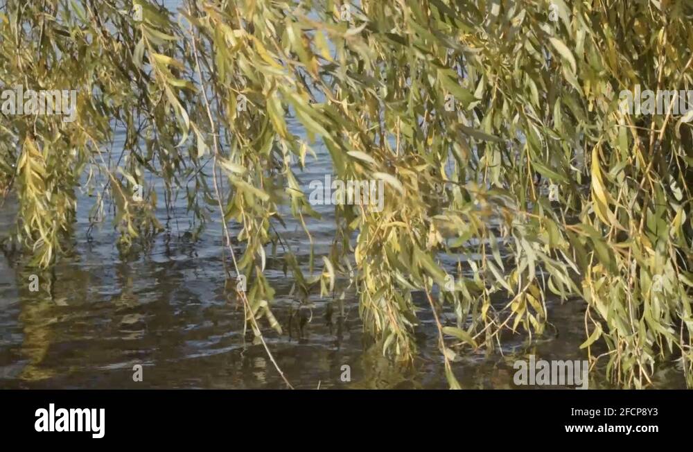 Overhanging tree branches Stock Videos & Footage - HD and 4K Video ...