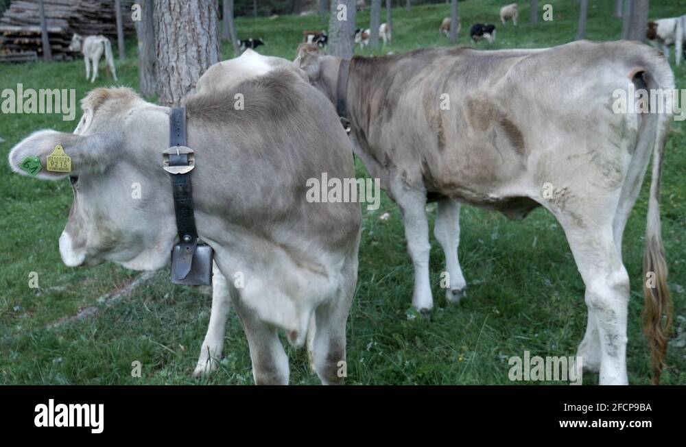 Cow turning its head Stock Videos & Footage - HD and 4K Video Clips - Alamy