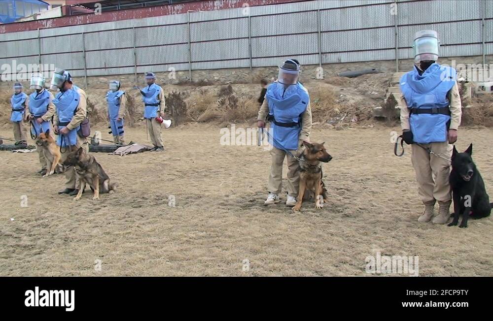 Commando dog Stock Videos & Footage - HD and 4K Video Clips - Alamy