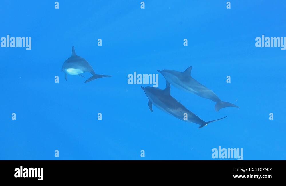Diving pod Stock Videos & Footage - HD and 4K Video Clips - Alamy