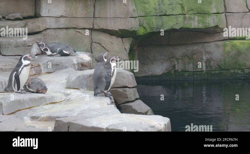 Rocky enclosure Stock Videos & Footage - HD and 4K Video Clips - Alamy