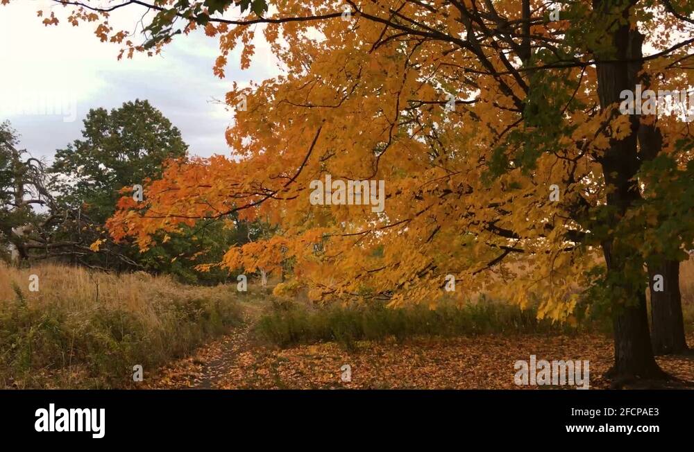 Wind gust tree Stock Videos & Footage - HD and 4K Video Clips - Alamy