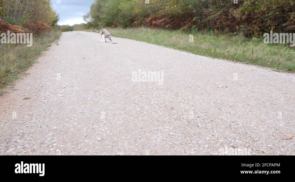 Running lurcher Stock Videos & Footage - HD and 4K Video Clips - Alamy
