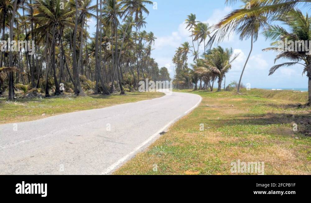 Road lined with coconut trees with a car driving by Stock Video Footage ...