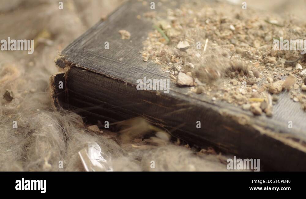 Blowing ancient Stock Videos & Footage - HD and 4K Video Clips - Alamy