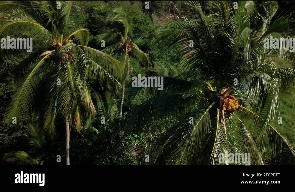 Man climbing palm tree Stock Videos & Footage - HD and 4K Video Clips ...