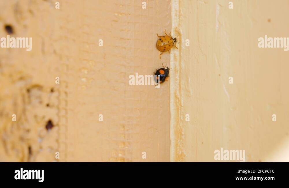 Lady birds Stock Videos & Footage - HD and 4K Video Clips - Alamy