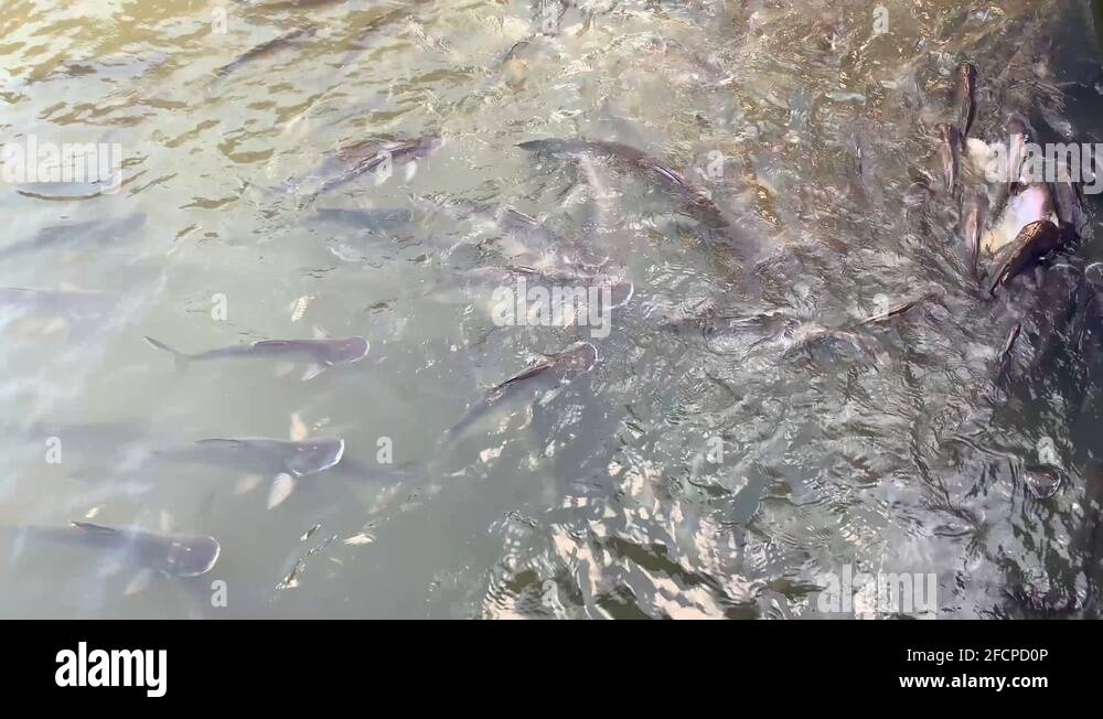 Underwater group looking for fish Stock Videos & Footage - HD and 4K ...