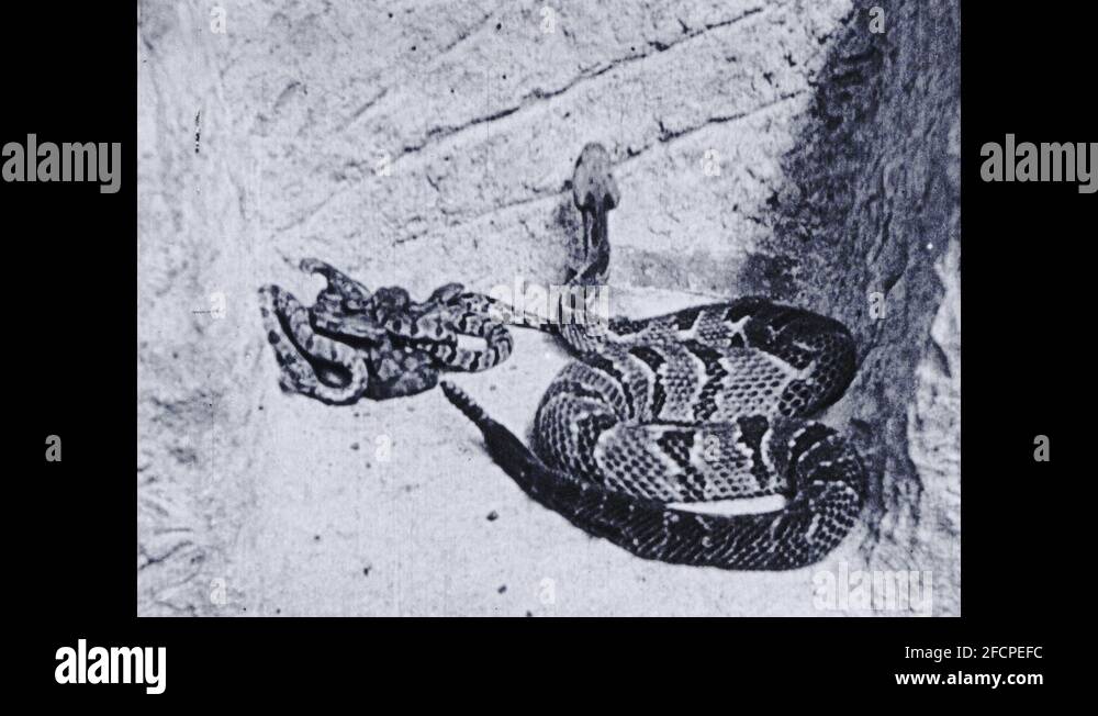 Baby snakes Stock Videos & Footage - HD and 4K Video Clips - Alamy