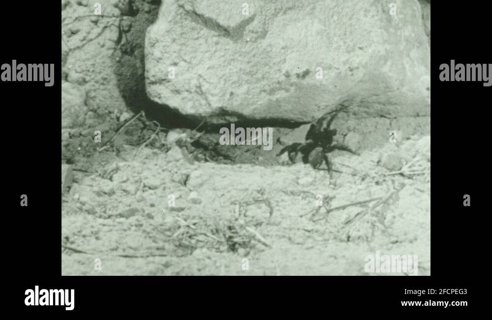 Spider climb Stock Videos & Footage - HD and 4K Video Clips - Alamy