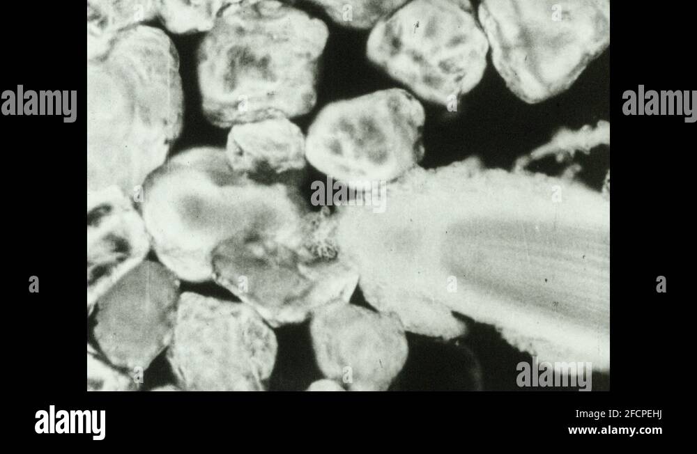 Soil granules Stock Videos & Footage - HD and 4K Video Clips - Alamy