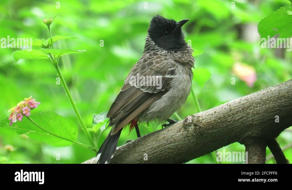 Beautiful bird in a tree Stock Videos & Footage - HD and 4K Video Clips ...
