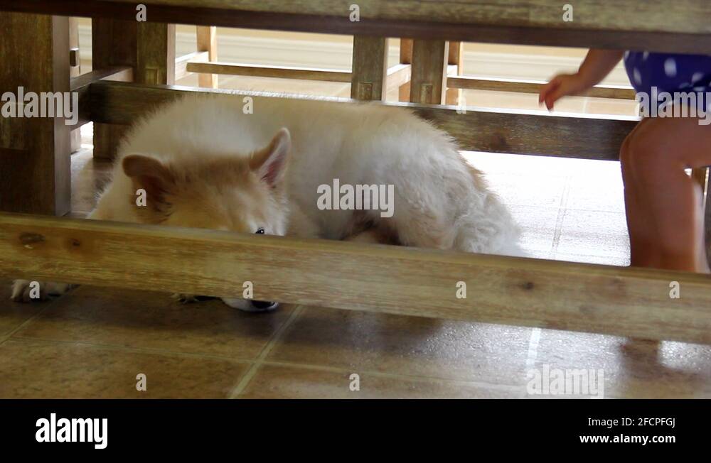 Dog under dog Stock Videos & Footage - HD and 4K Video Clips - Alamy