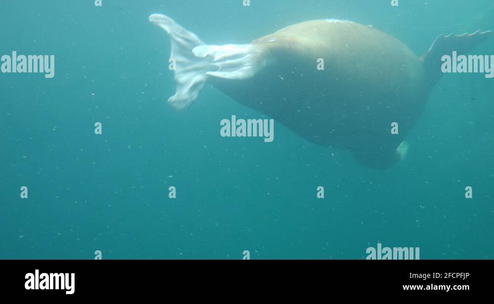 Walrus swimming underwater odobenus rosmarus Stock Videos & Footage ...