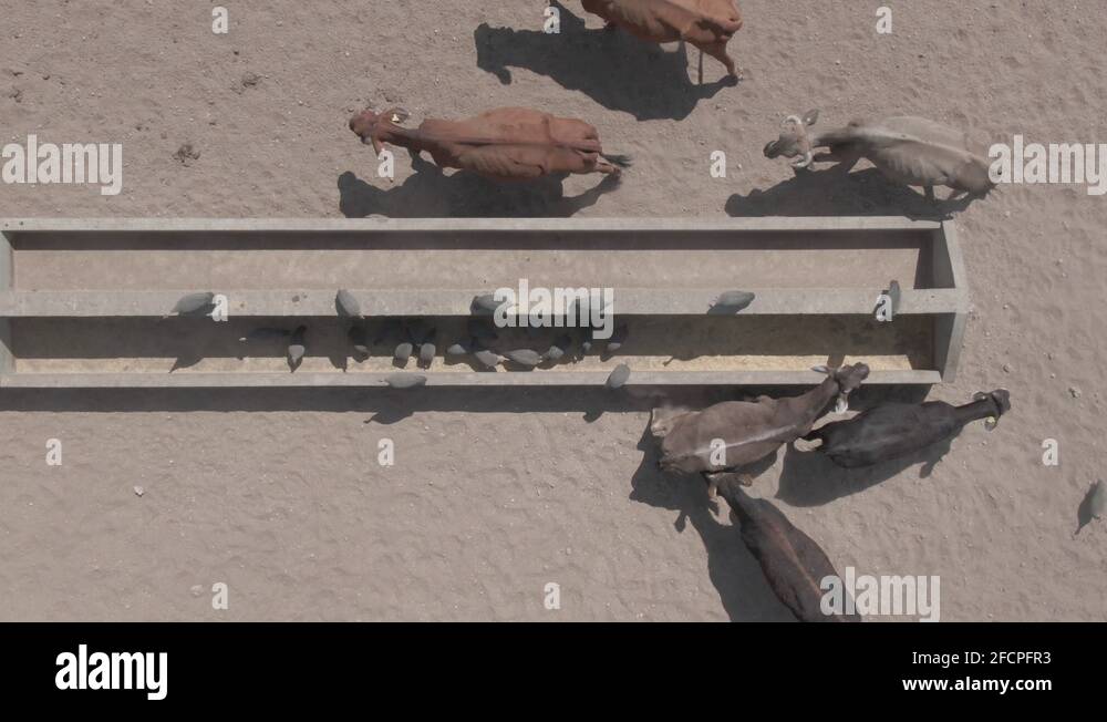 Farm africa trough Stock Videos & Footage - HD and 4K Video Clips - Alamy