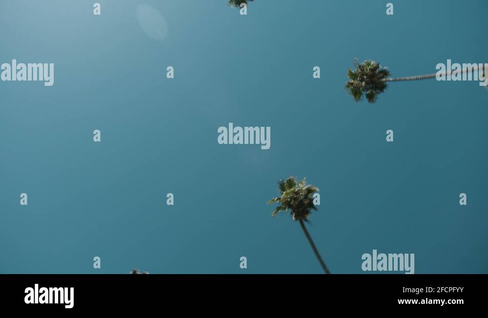 Palm Tree with a Spin Stock Video Footage - Alamy