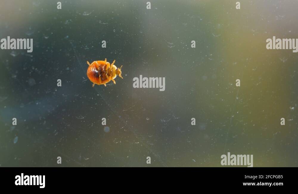 Underside view of a bird Stock Videos & Footage - HD and 4K Video Clips ...