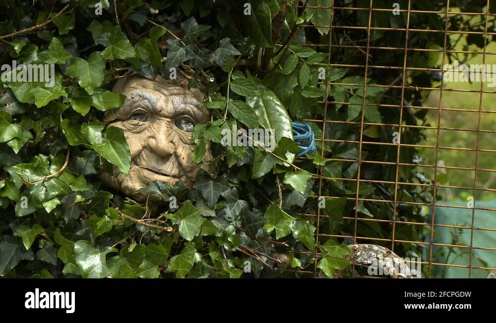 Ivy mask Stock Videos & Footage - HD and 4K Video Clips - Alamy