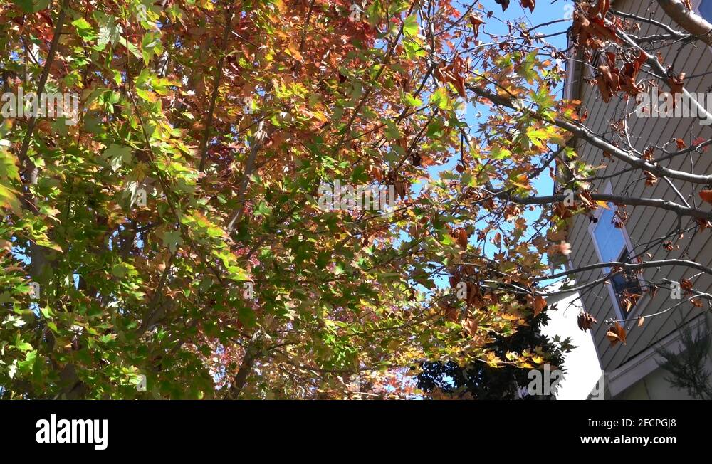 Autumn leaves falling video Stock Videos & Footage - HD and 4K Video ...