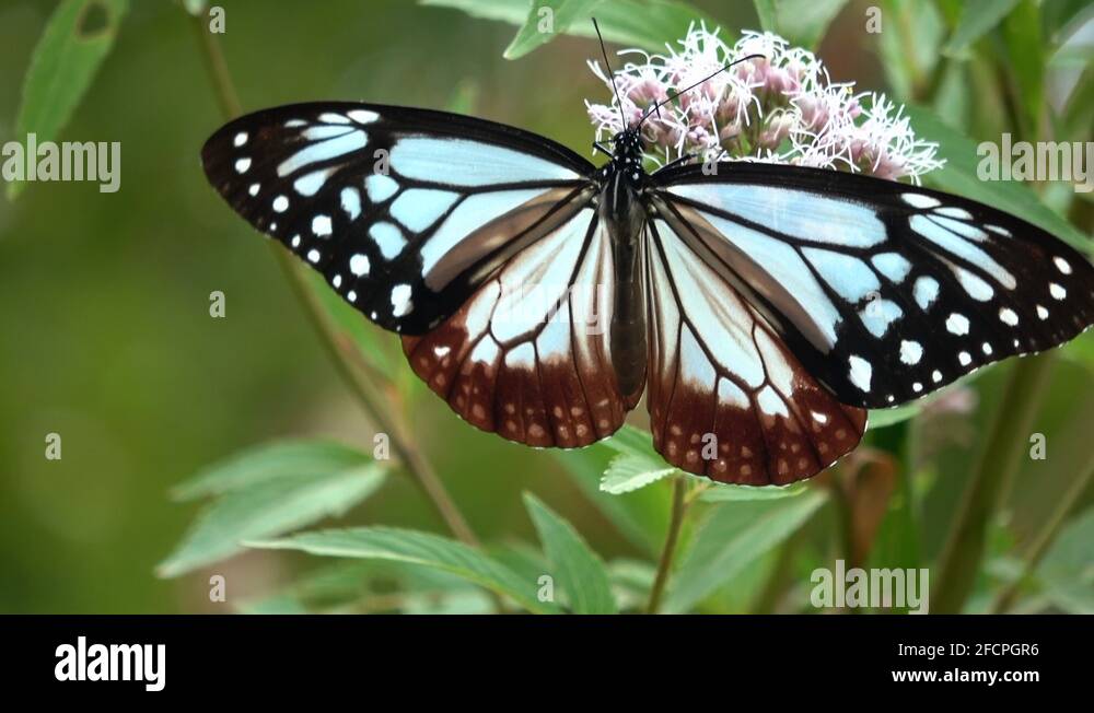 Parantica sita Stock Videos & Footage - HD and 4K Video Clips - Alamy
