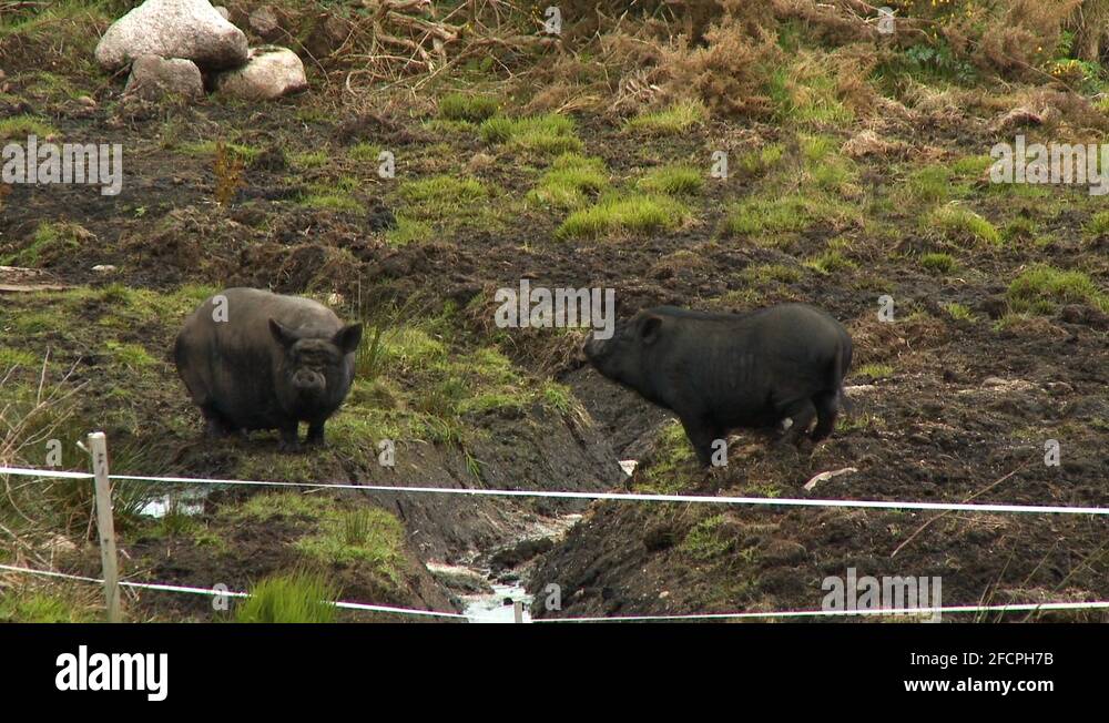 Black soil plain Stock Videos & Footage - HD and 4K Video Clips - Alamy