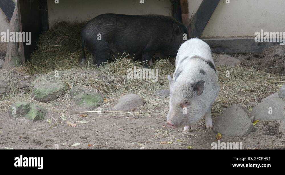 Miniature pigs Stock Videos & Footage - HD and 4K Video Clips - Alamy