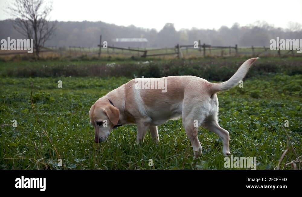Labrador eating grass Stock Videos & Footage - HD and 4K Video Clips ...