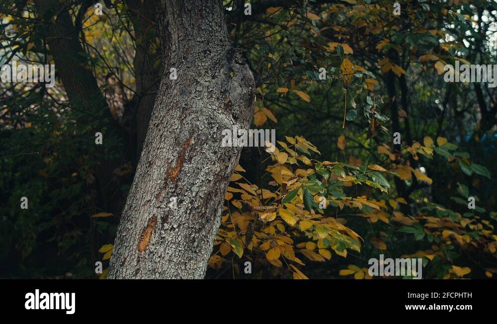 Autumn leaves turning gold Stock Videos & Footage - HD and 4K Video ...