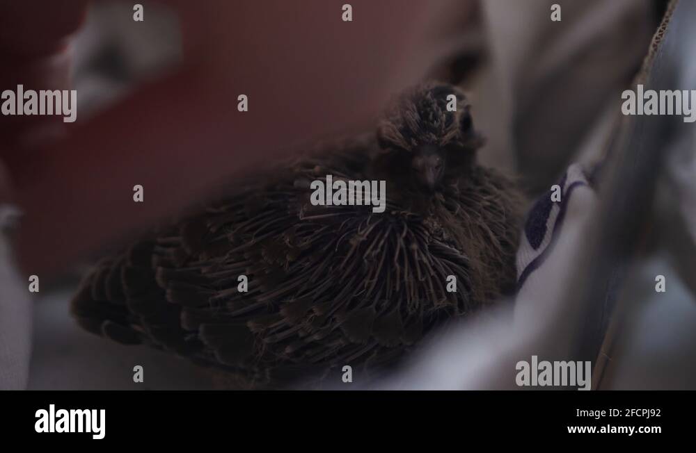 Injured bird Stock Videos & Footage - HD and 4K Video Clips - Alamy